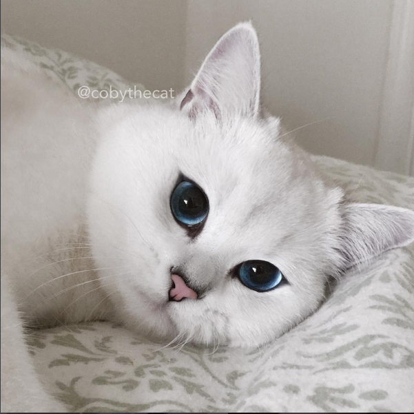 Coby, el gato más bonito de Internet – Redatia